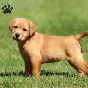 Fox Red Labrador Retriever Puppies for Sale - Greenfield Puppies