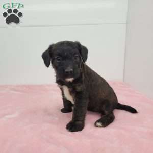 Jack-A-Poo Puppies For Sale - Greenfield Puppies