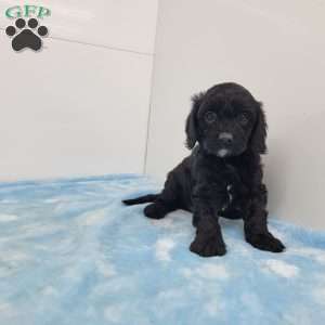 Puppies For Sale From Gold Standard Breeders