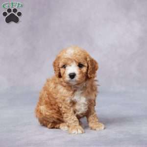 Cavapoo Puppies For Sale - Greenfield Puppies