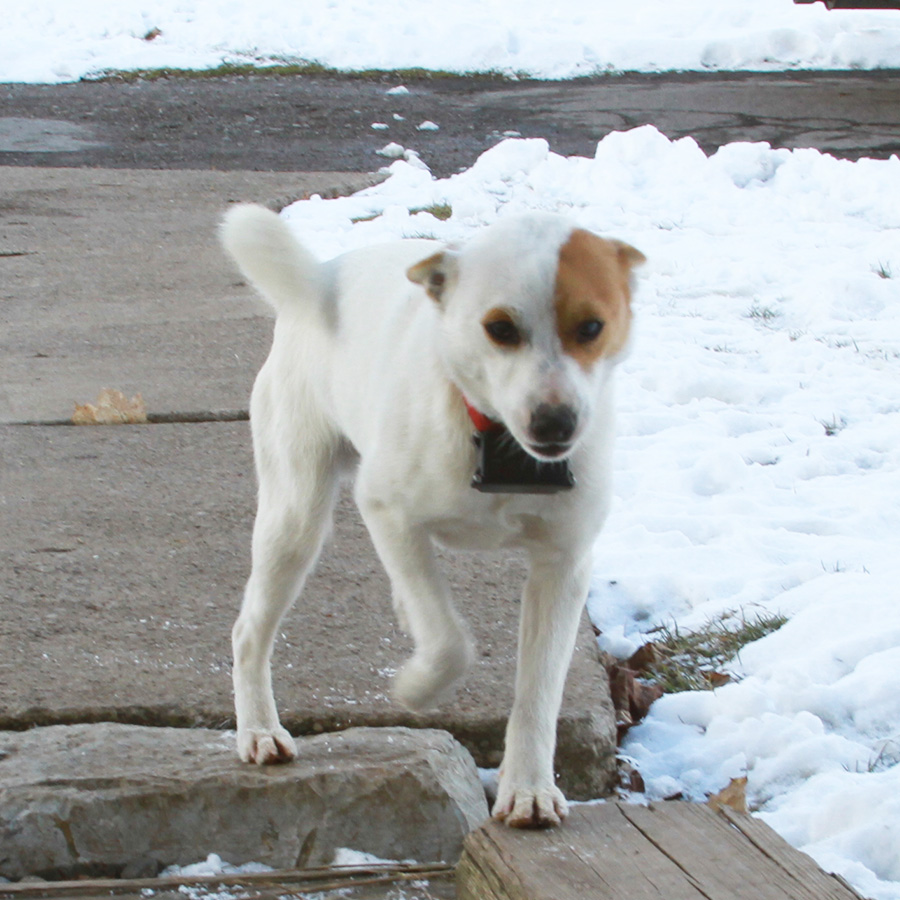 Pearl - Jack-A-Ranian Puppy For Sale in New York