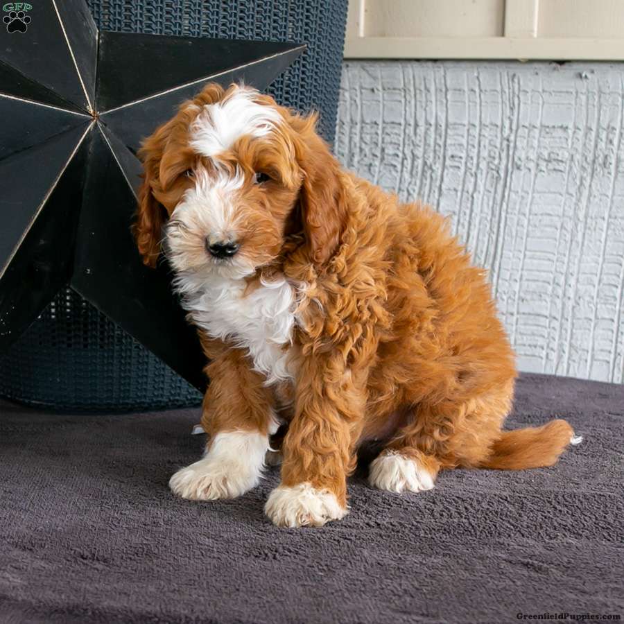 Colin - Mini Goldendoodle Puppy For Sale in New York