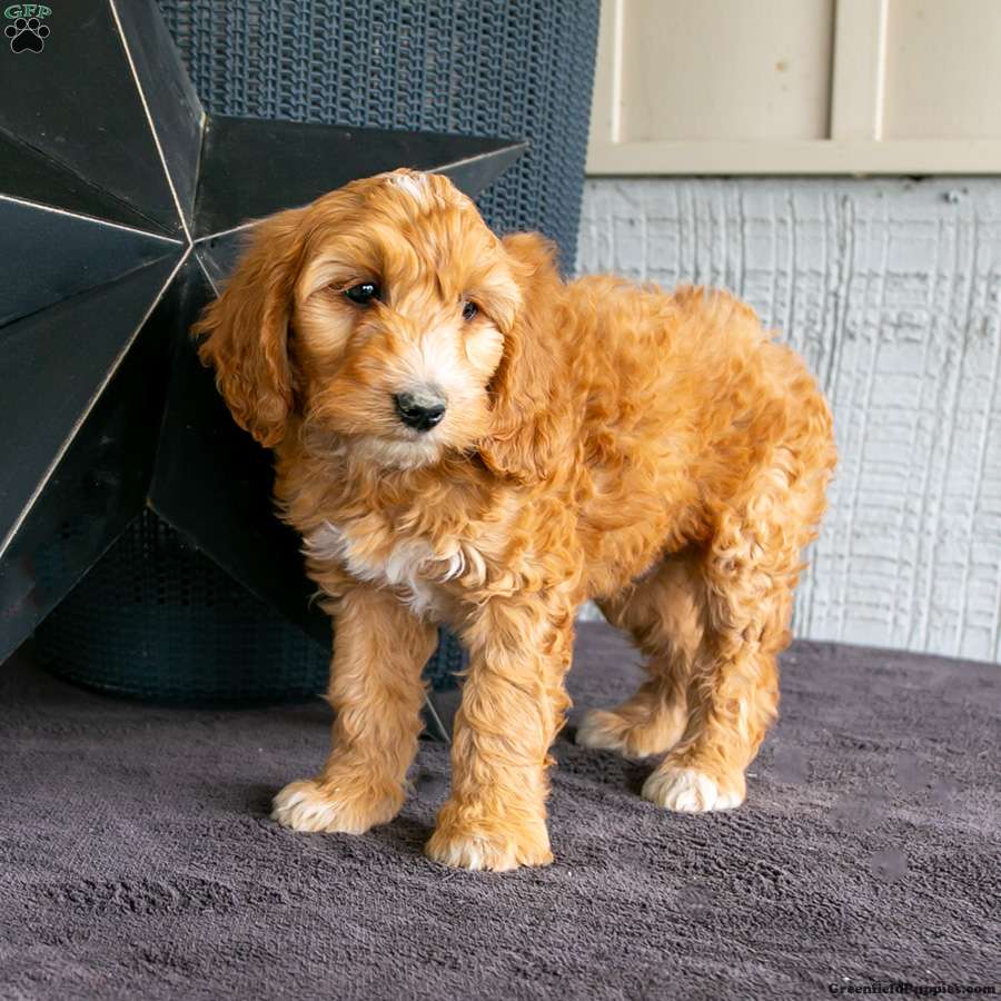 Dillon - Mini Goldendoodle Puppy For Sale in New York