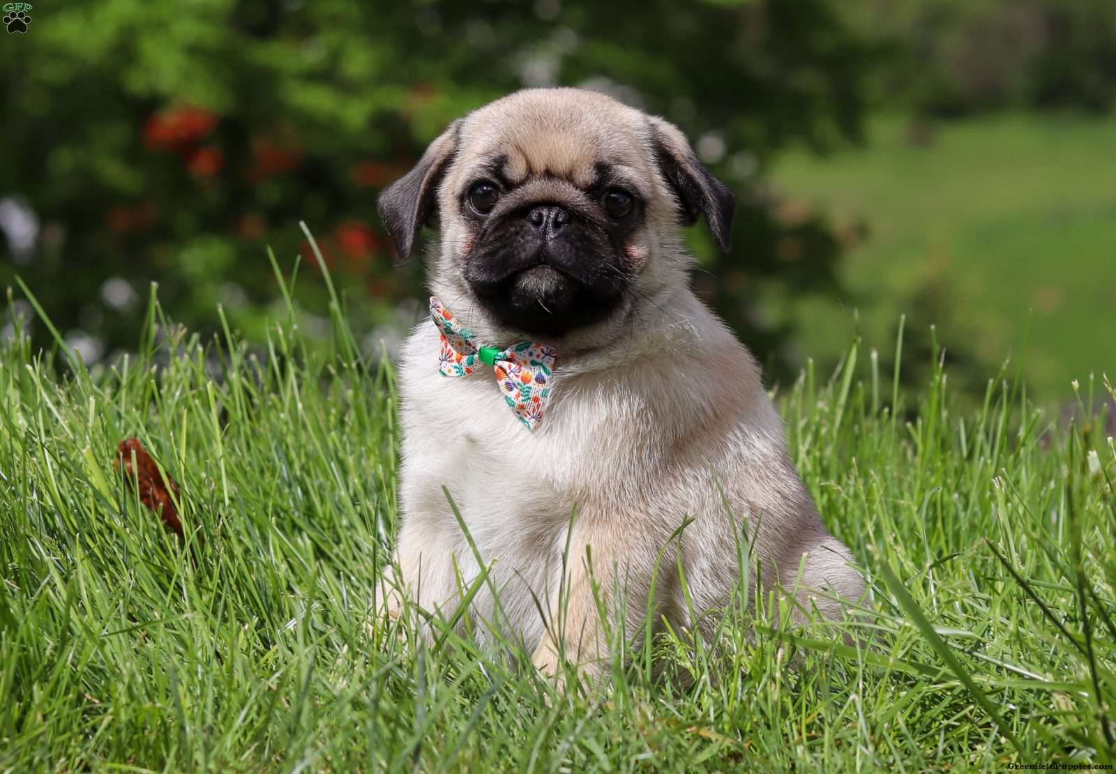 Duke - Pug Puppy For Sale in Ohio