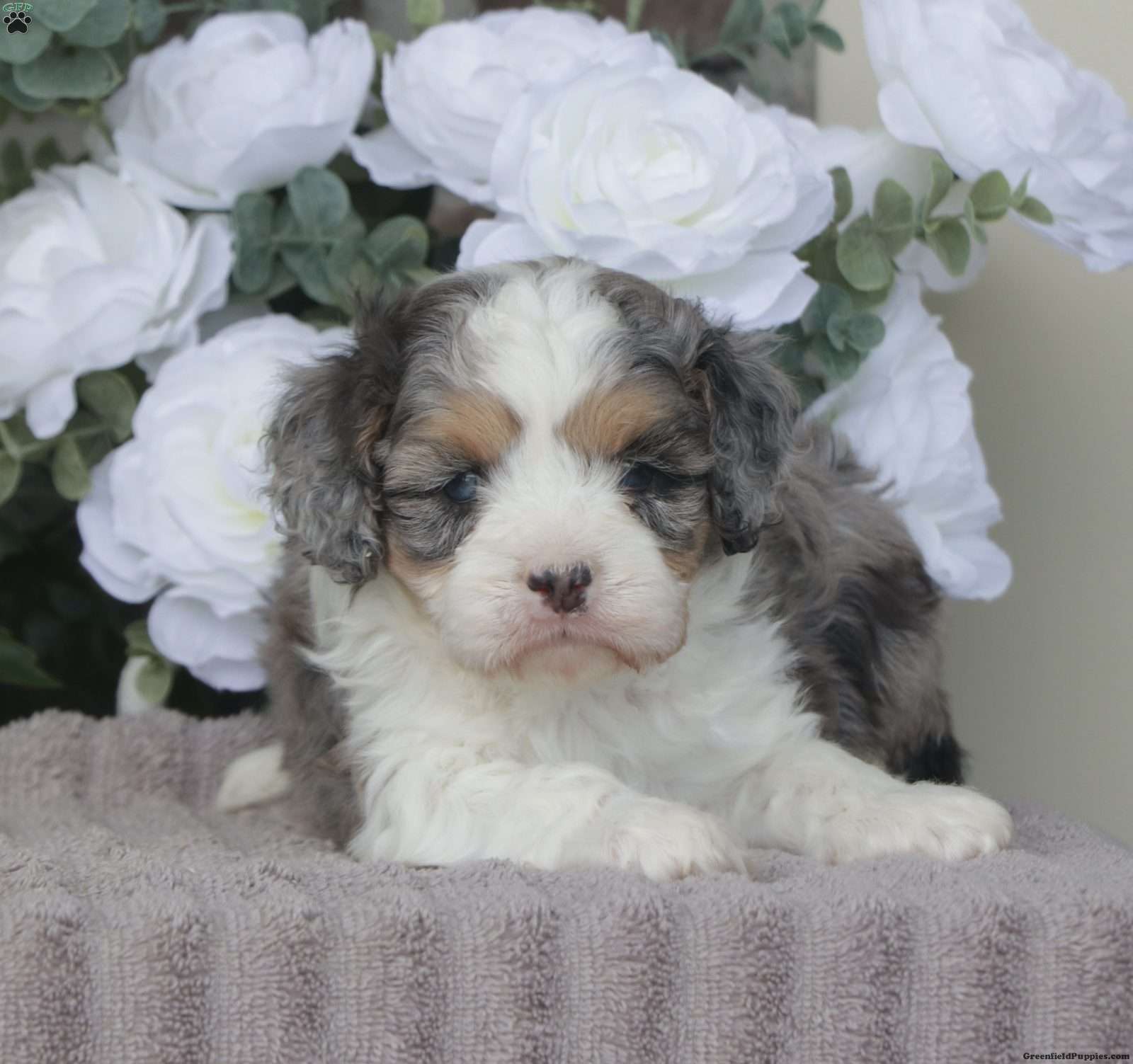 Fern - Cavapoo Puppy For Sale in Pennsylvania