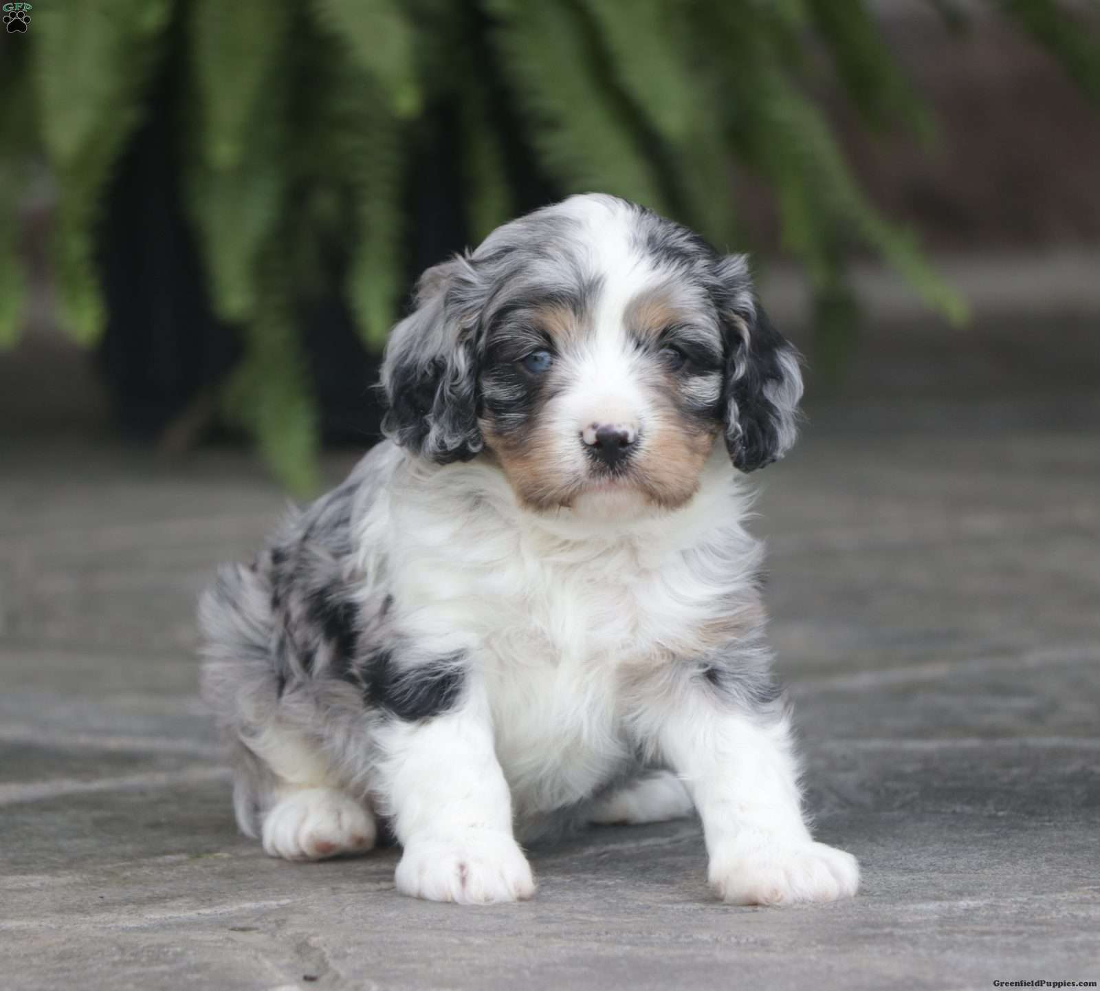 Flame - Cavapoo Puppy For Sale in Pennsylvania