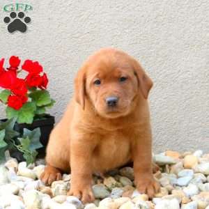 Fox Red Labrador Retriever Puppies for Sale - Greenfield Puppies