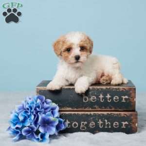 Bich-poo Puppies For Sale - Greenfield Puppies