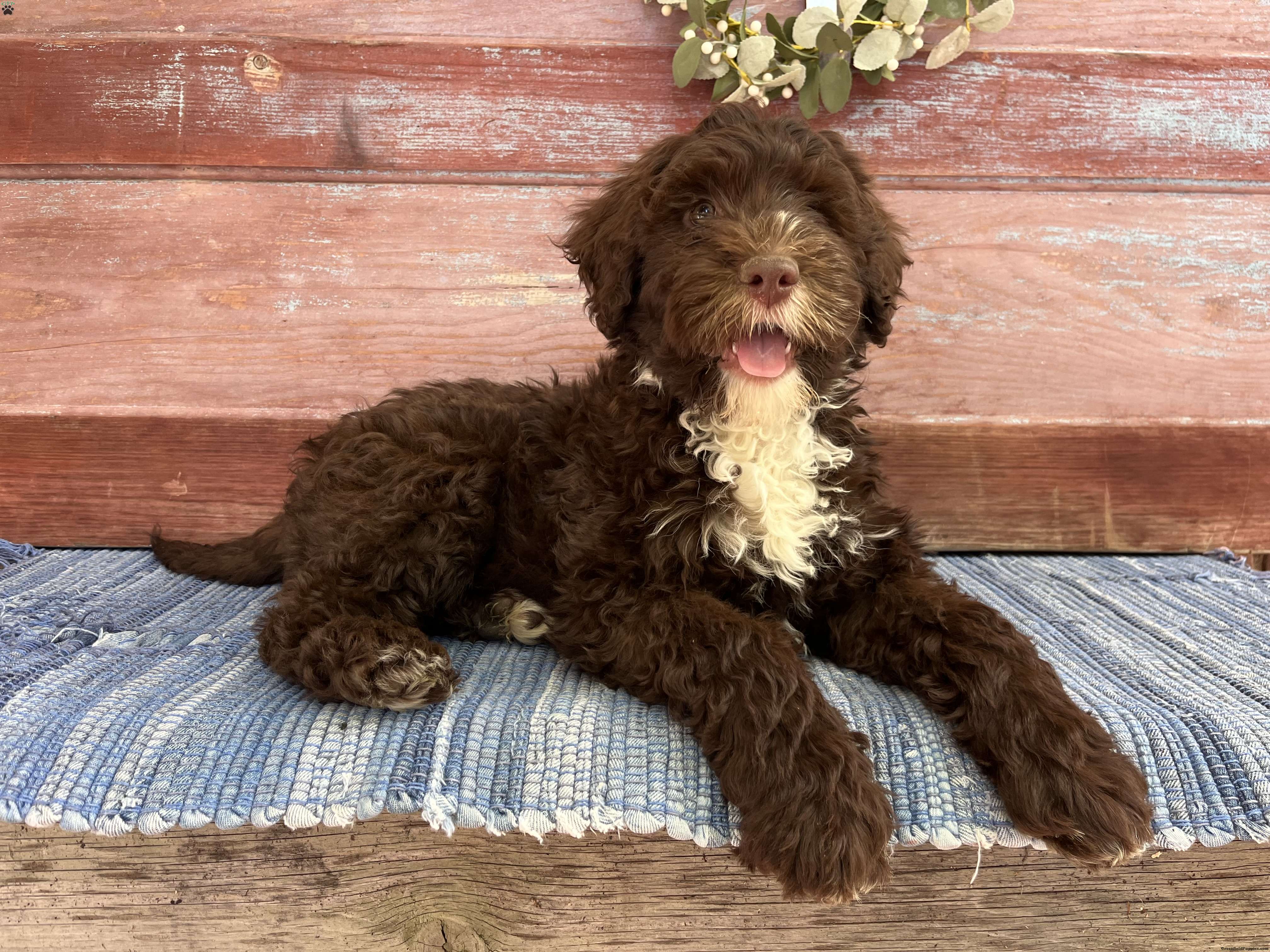 Daisy - Portuguese Water Dog Puppy For Sale in Ohio