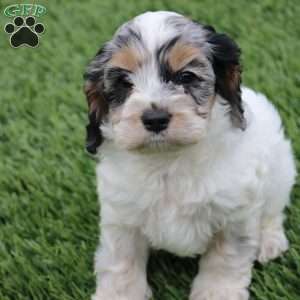 Cockapoo Puppies for Sale - Greenfield Puppies