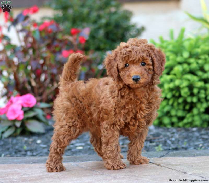 Isaac - Miniature Poodle Puppy For Sale in Pennsylvania