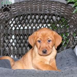 Fox Red Labrador Retriever Puppies for Sale - Greenfield Puppies
