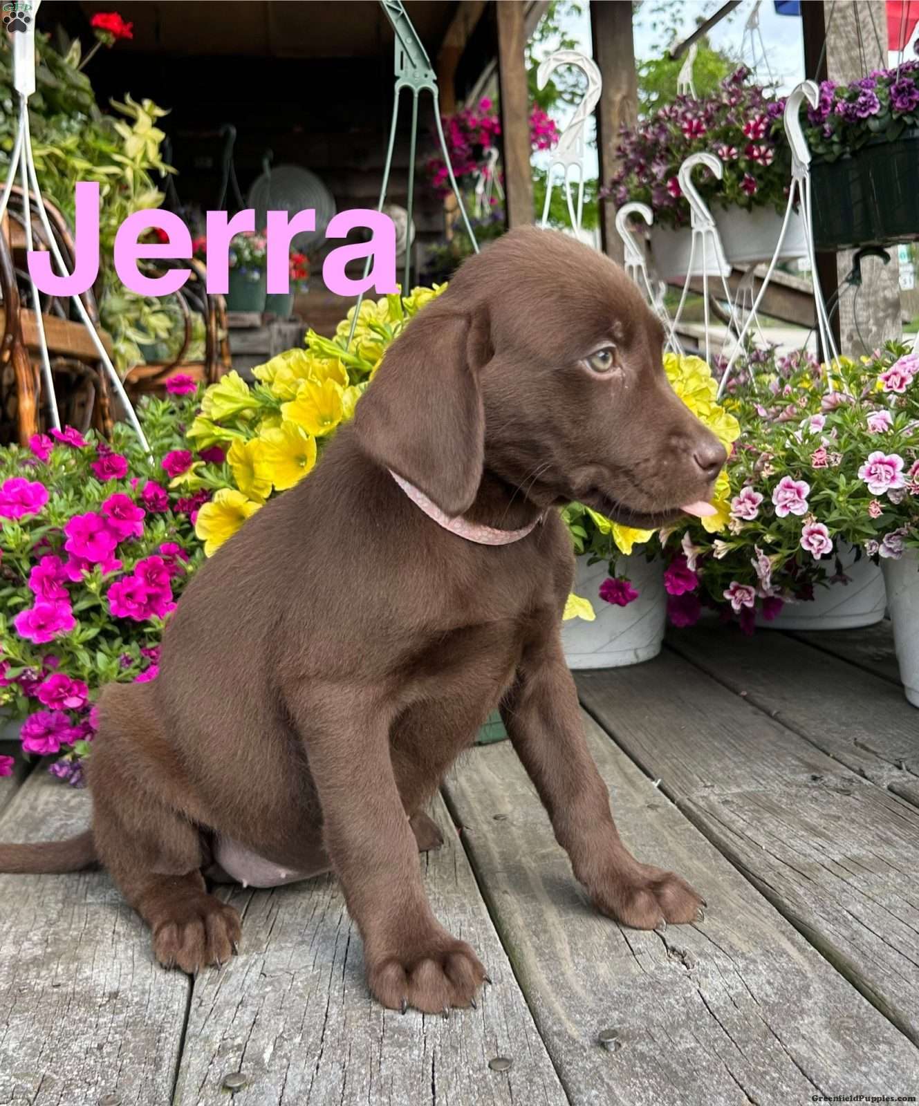 Jerra - Chocolate Labrador Retriever Puppy For Sale in Pennsylvania