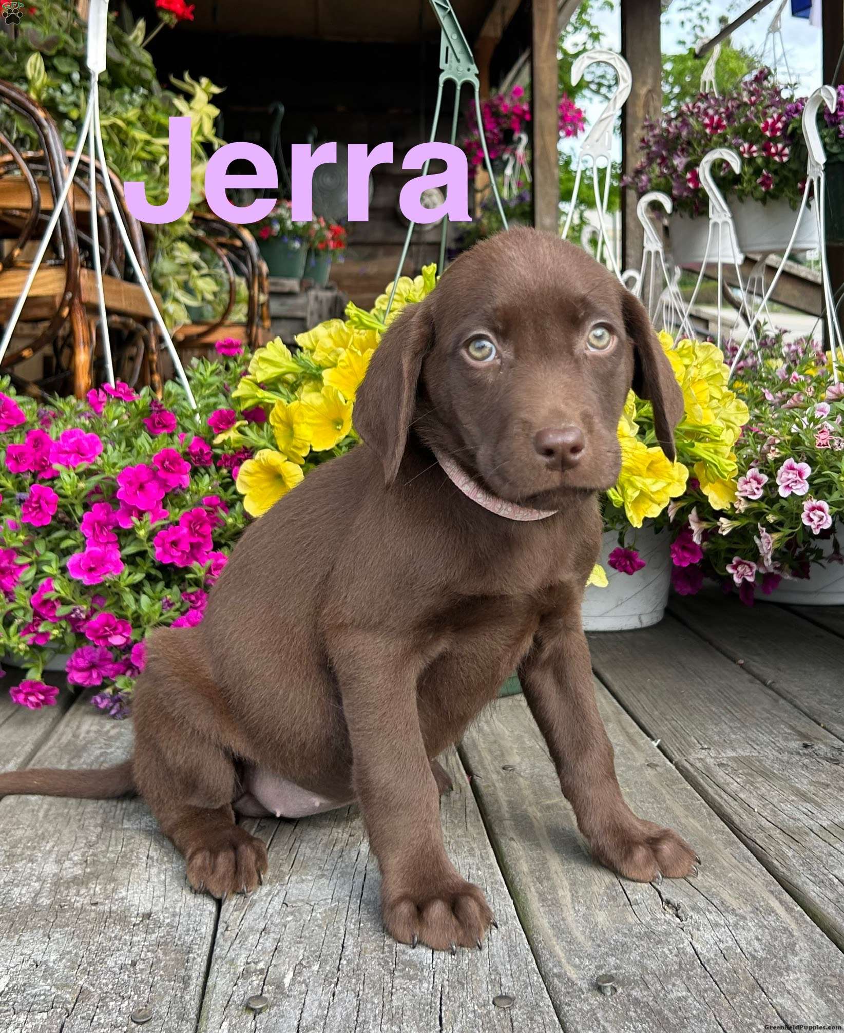 Jerra - Chocolate Labrador Retriever Puppy For Sale in Pennsylvania