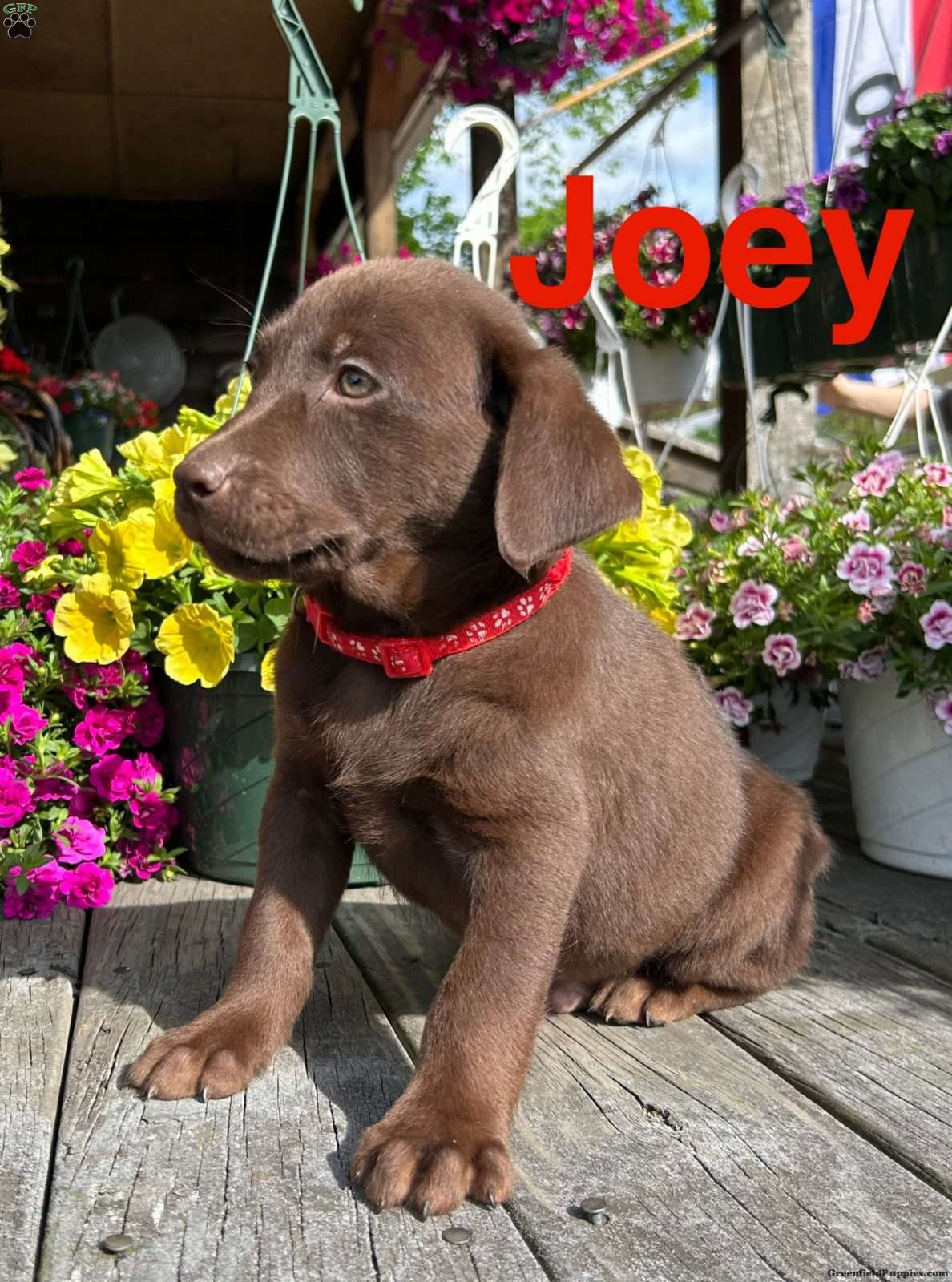 joey - Chocolate Labrador Retriever Puppy For Sale in Pennsylvania