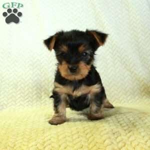 Yorkshire Terrier Puppies for Sale - Greenfield Puppies