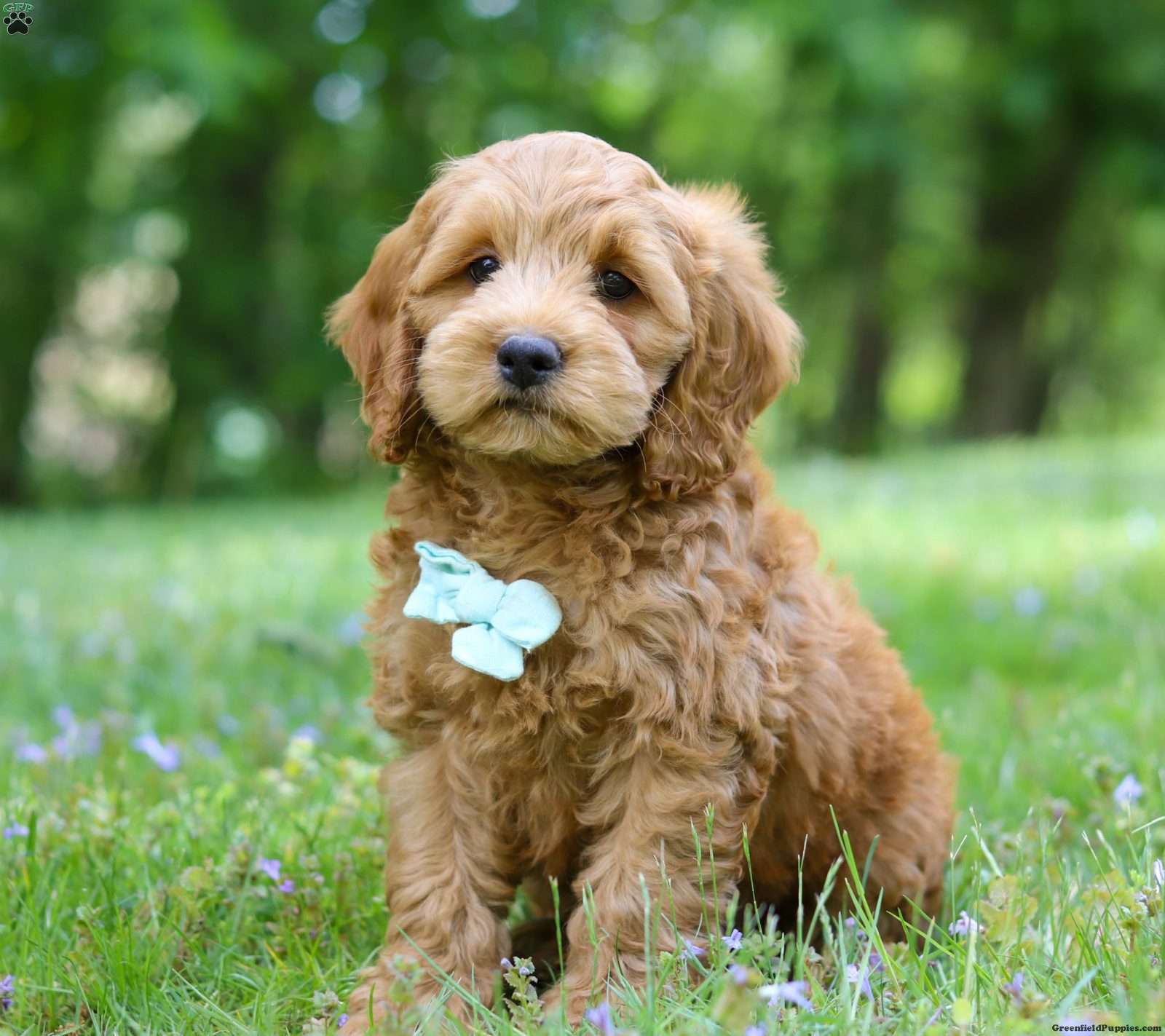 Leo - Cockapoo Puppy For Sale in Ohio