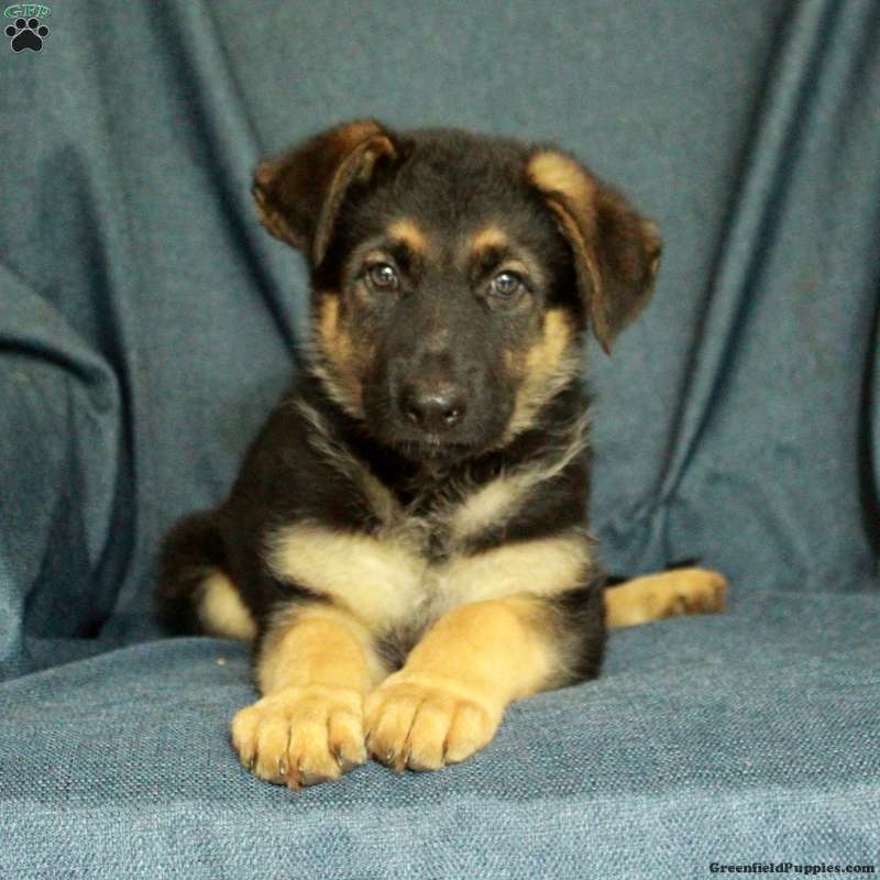 Lilly - German Shepherd Puppy For Sale in Pennsylvania