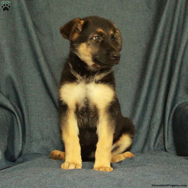 Lilly - German Shepherd Puppy For Sale in Pennsylvania