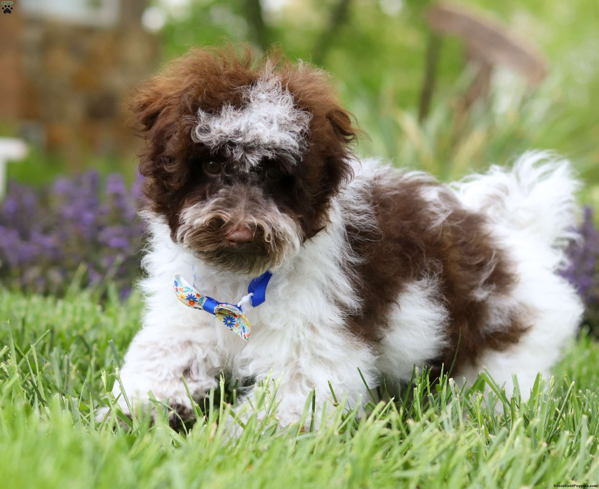 Max - Havapoo Puppy For Sale in Ohio