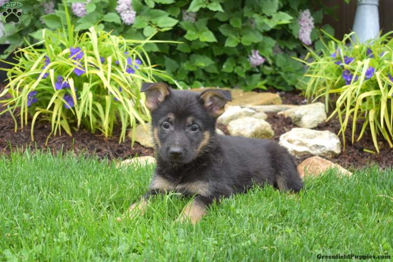 Miles - German Shepherd Puppy For Sale in Pennsylvania