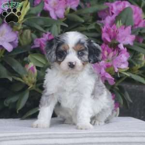 Cavapoo Puppies For Sale - Greenfield Puppies