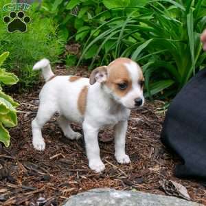 Jack-A-Ranian Puppies For Sale - Greenfield Puppies