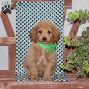 Cockapoo Puppies for Sale - Greenfield Puppies