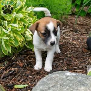 Jack-A-Ranian Puppies For Sale - Greenfield Puppies