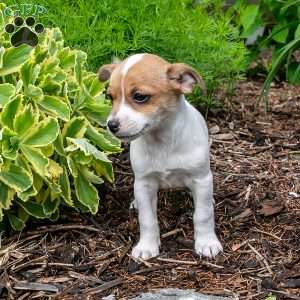 Jack-A-Ranian Puppies For Sale - Greenfield Puppies