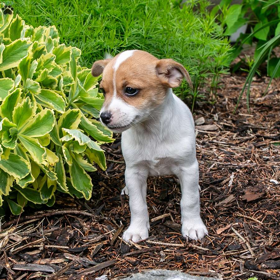 Prince - Jack-A-Ranian Puppy For Sale in New York