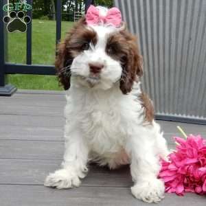 Cockapoo Puppies for Sale - Greenfield Puppies