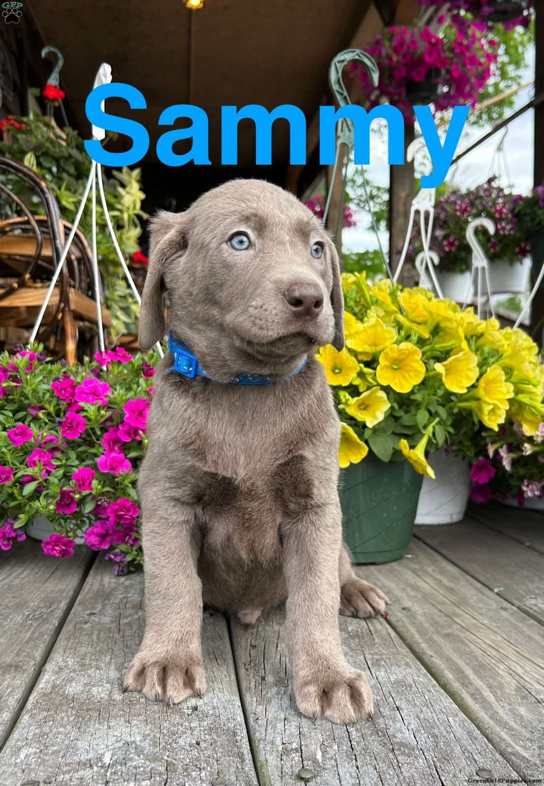 Sammy - Silver Labrador Retriever Puppy For Sale in Pennsylvania