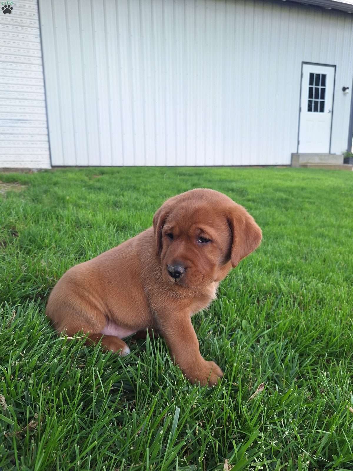 Sophie - Fox Red Labrador Retriever Puppy For Sale in Pennsylvania