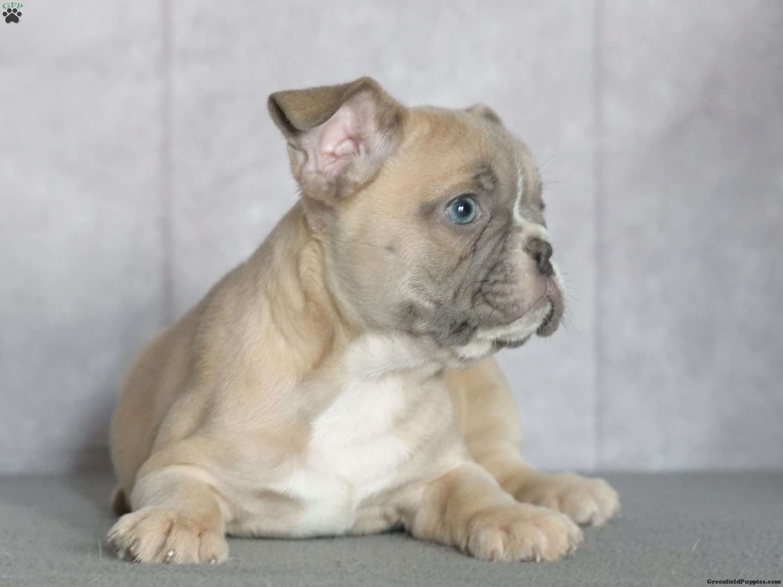 Splash - French Bulldog Puppy For Sale in Pennsylvania
