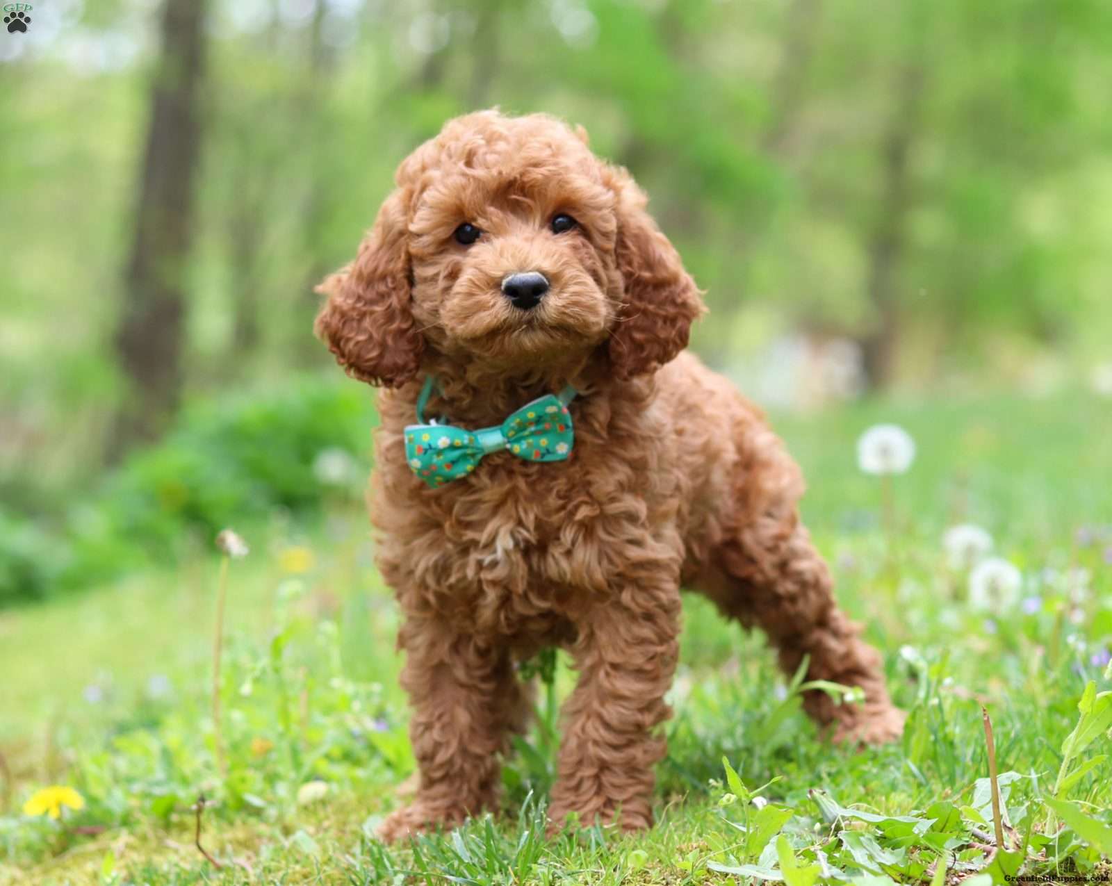 Teddy - Cockapoo Puppy For Sale in Ohio