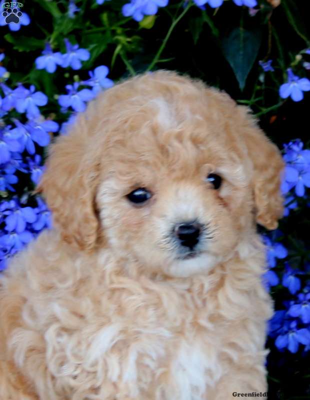 Willow - Bich-Poo Puppy For Sale in Pennsylvania
