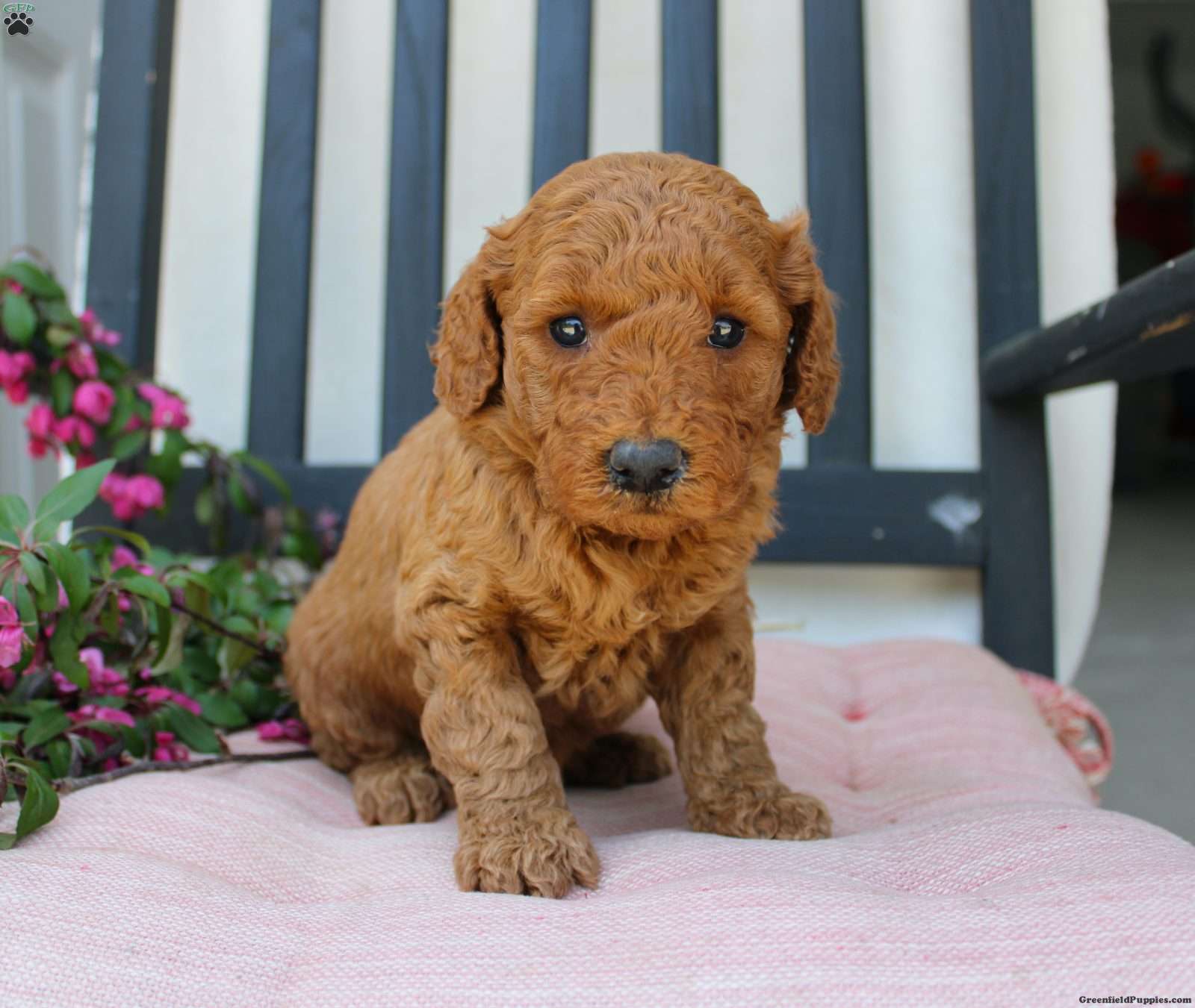Abigail - Mini Goldendoodle Puppy For Sale in Pennsylvania