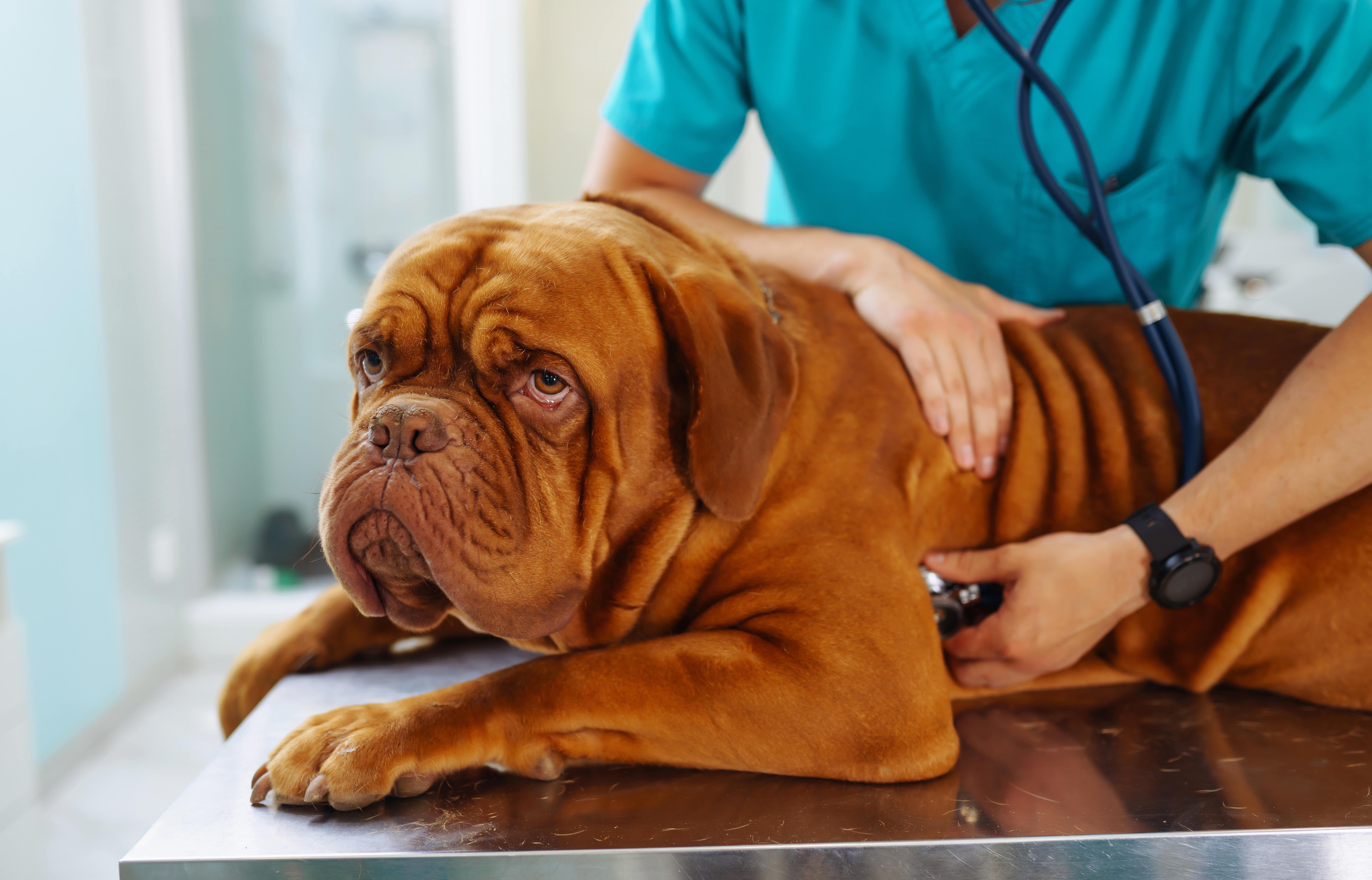 What to Know About Ataxia in Dogs