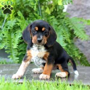 Beagle Puppies For Sale - Greenfield Puppies