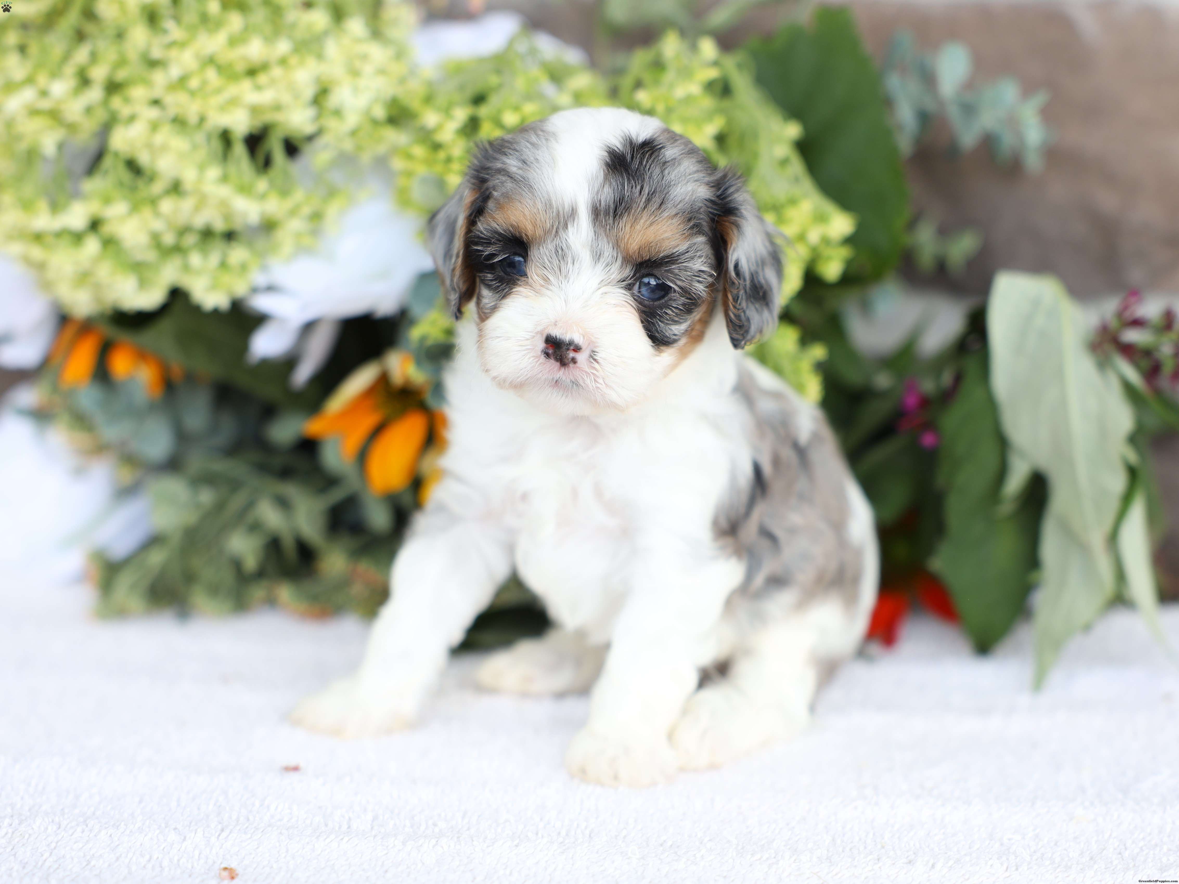 Bailey - Cavapoo Puppy For Sale in Pennsylvania
