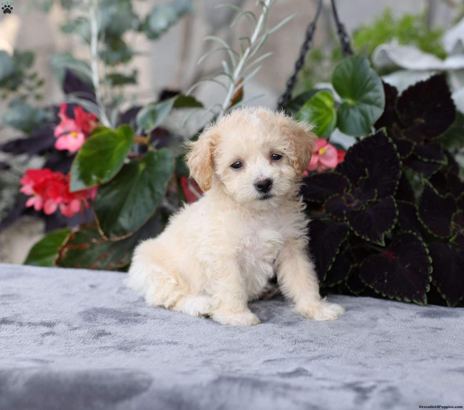 Casey - Bich-Poo Puppy For Sale in Pennsylvania