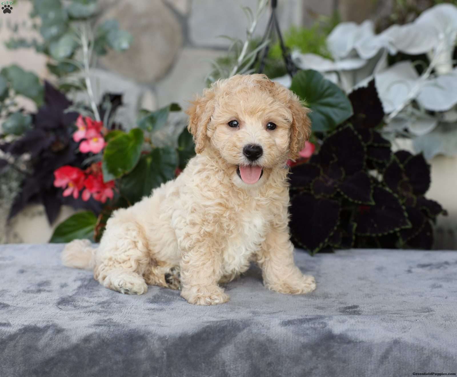 Charlie - Bich-Poo Puppy For Sale in Pennsylvania
