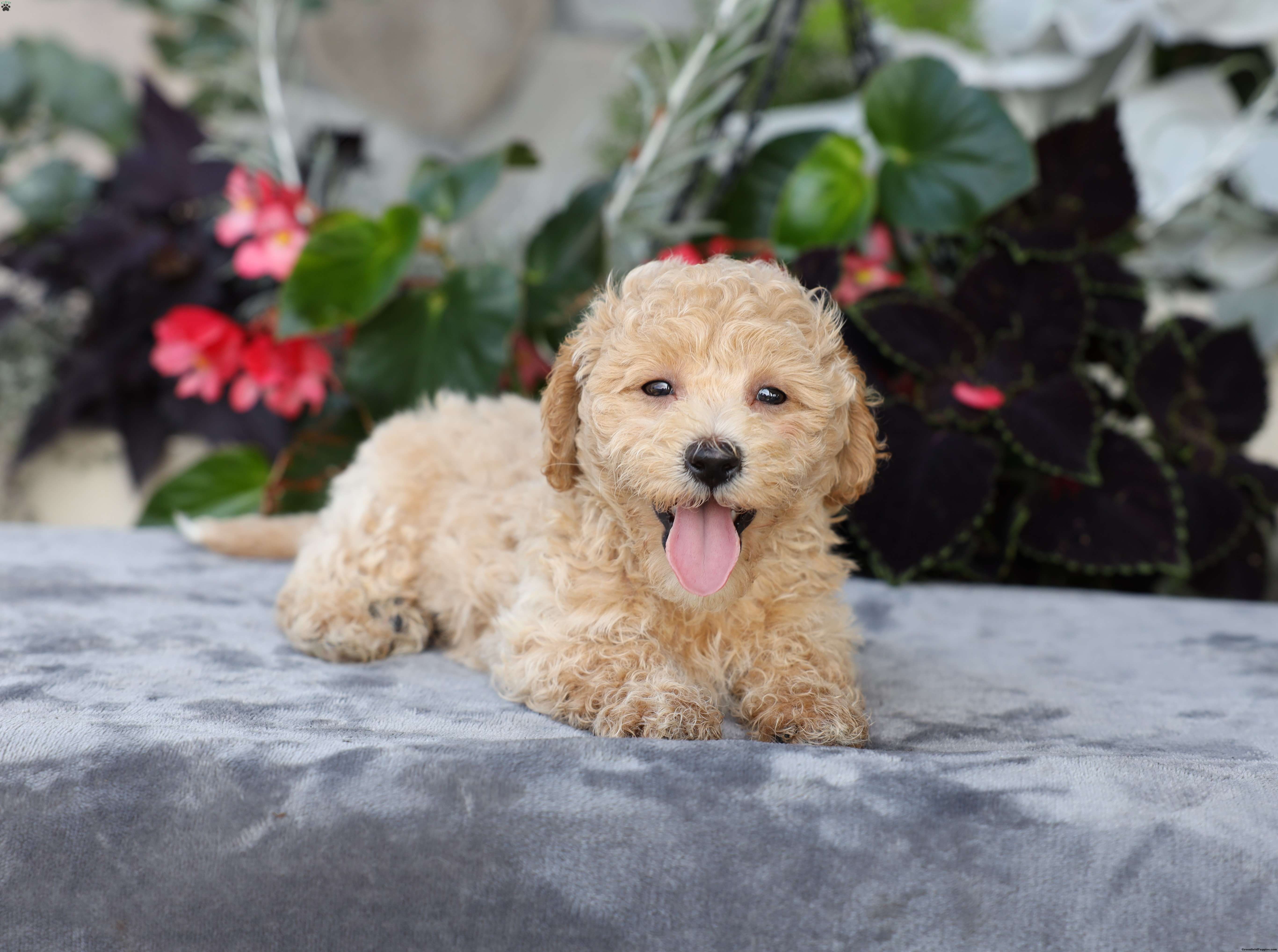 Chief - Bich-Poo Puppy For Sale in Pennsylvania