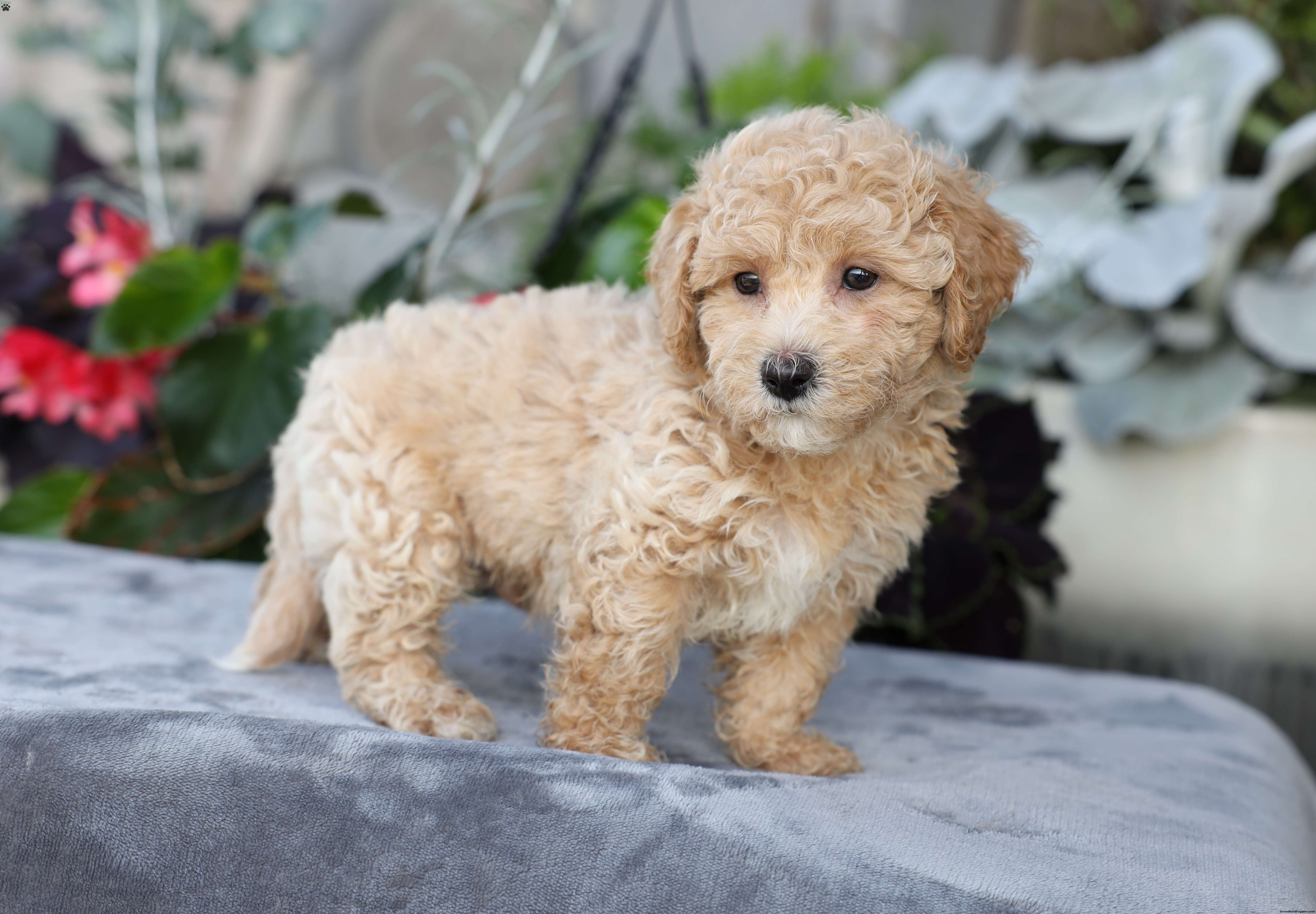 Chief - Bich-Poo Puppy For Sale in Pennsylvania