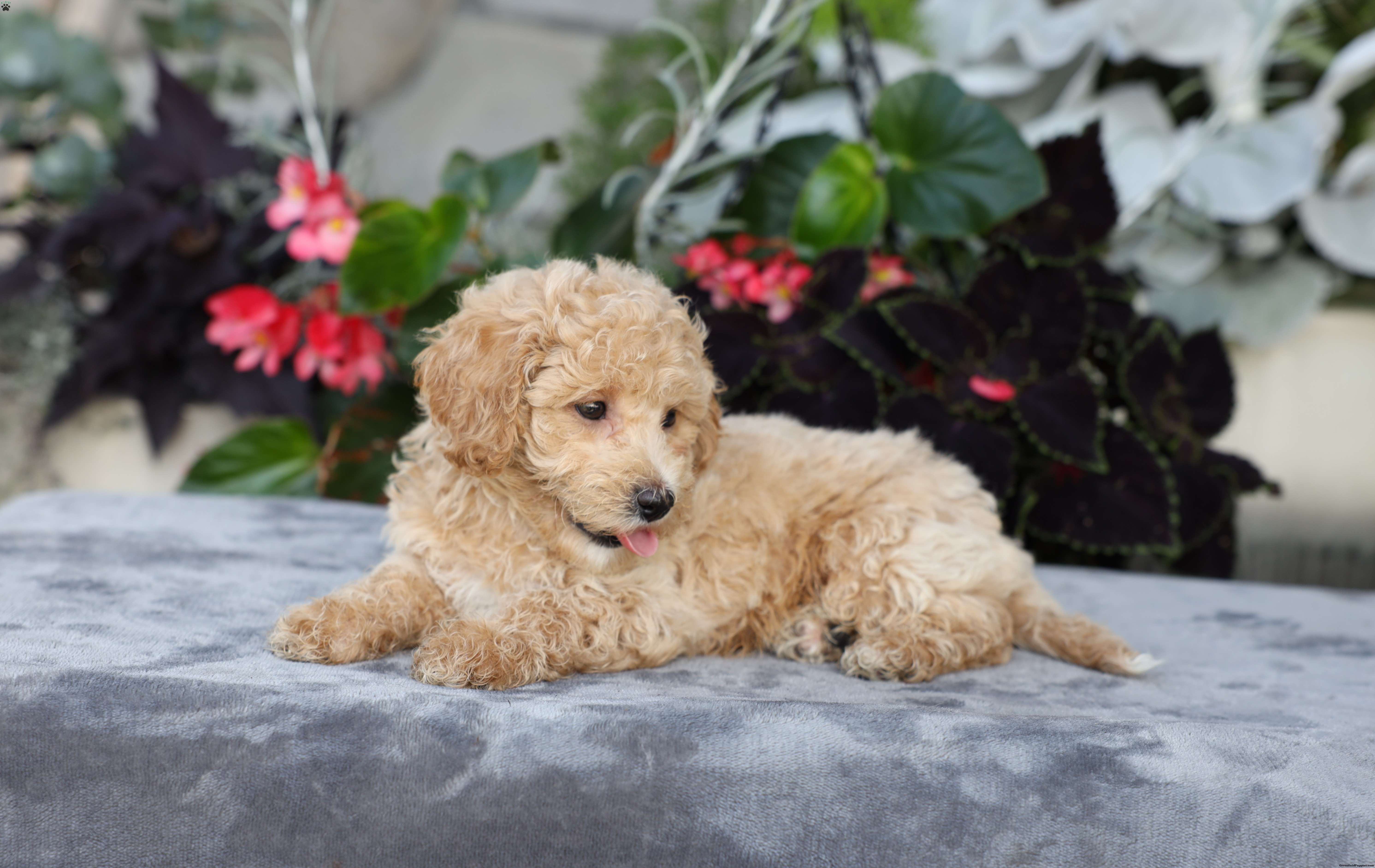 Chief - Bich-Poo Puppy For Sale in Pennsylvania