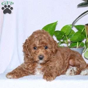 Miniature Poodle Puppies for Sale - Greenfield Puppies