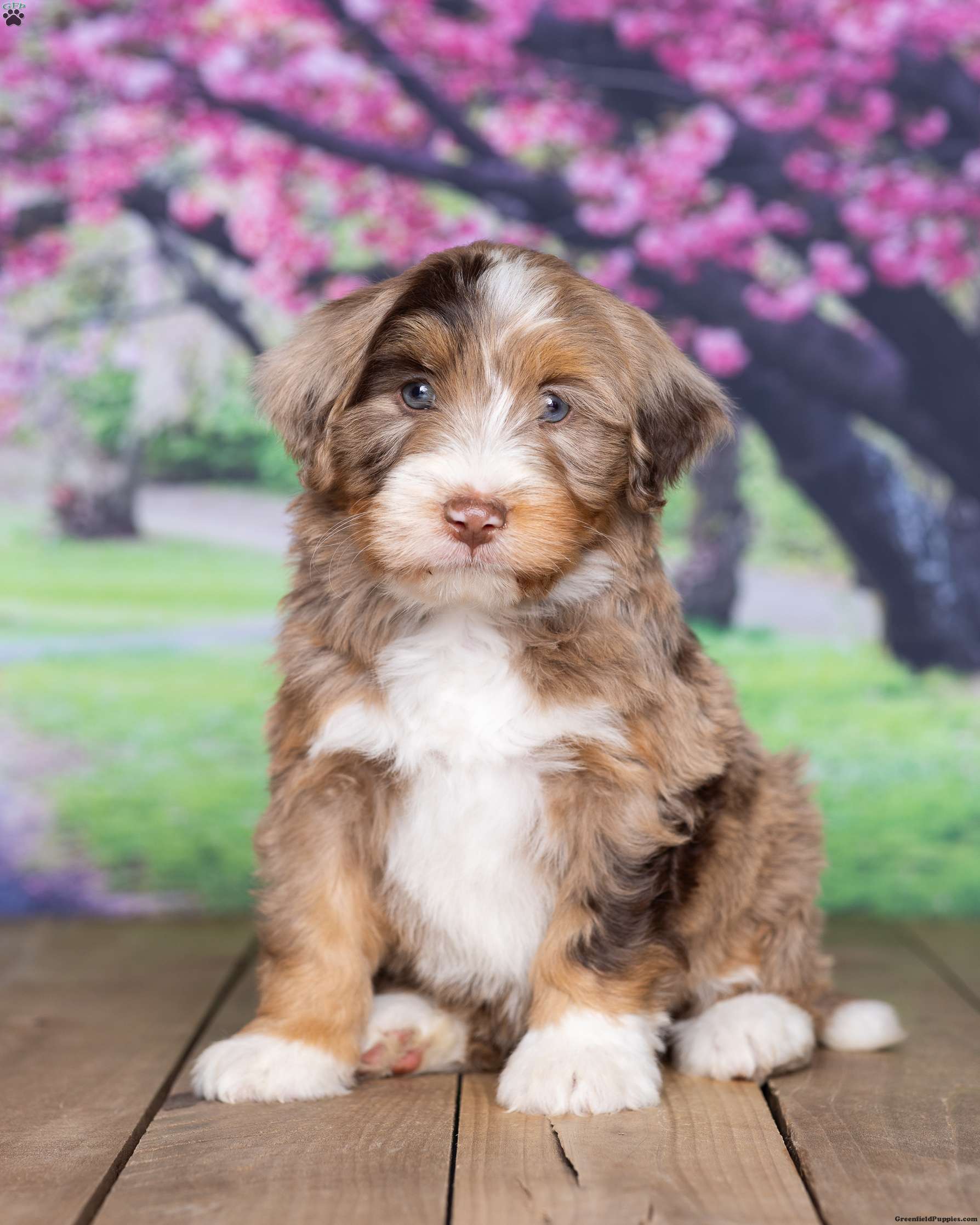 coco - Mini Bernedoodle Puppy For Sale in Ohio