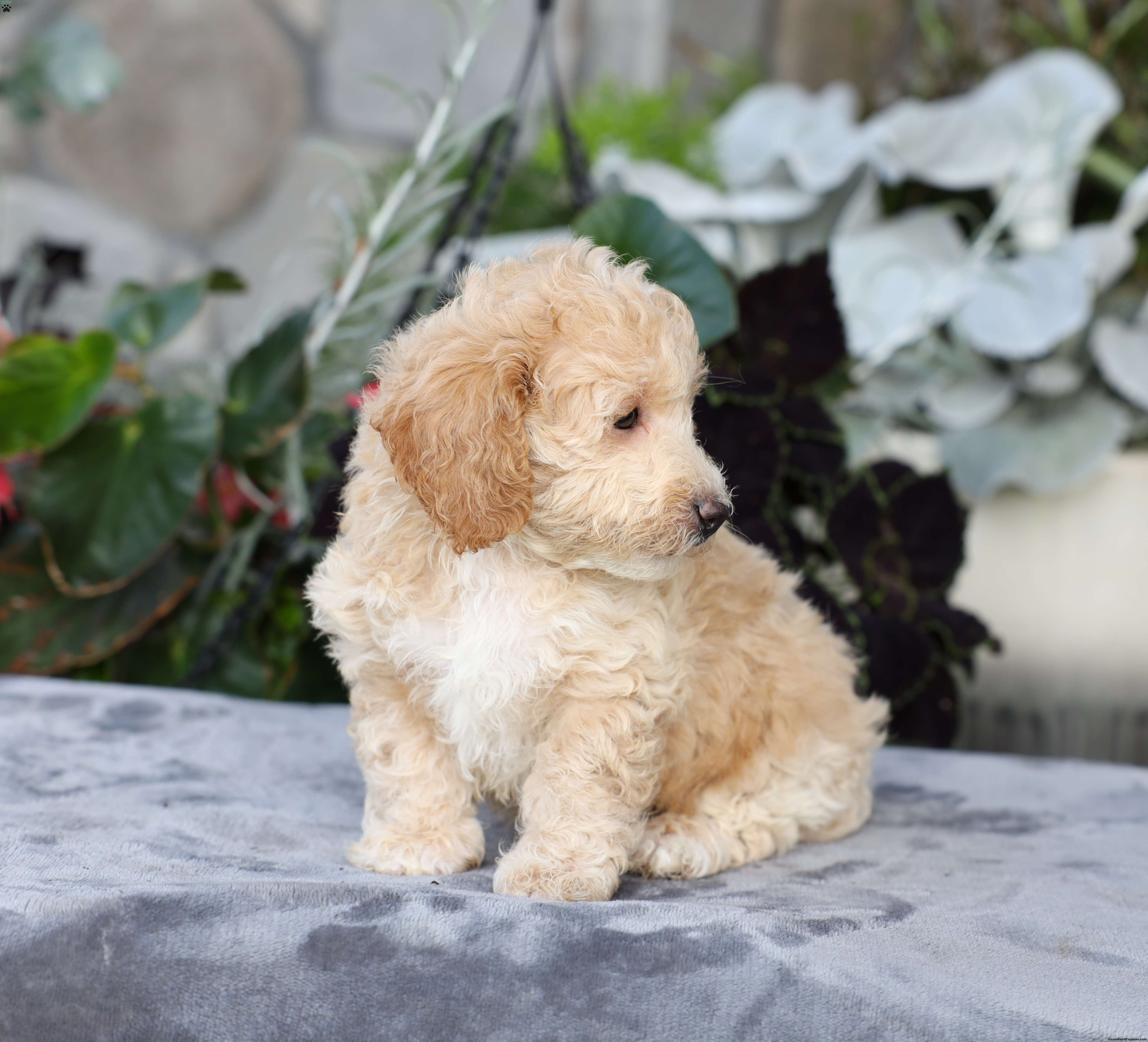 Cody - Bich-Poo Puppy For Sale in Pennsylvania
