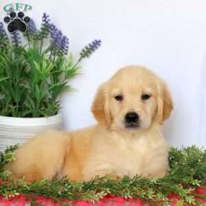 Golden Retriever Puppies For Sale - Greenfield Puppies
